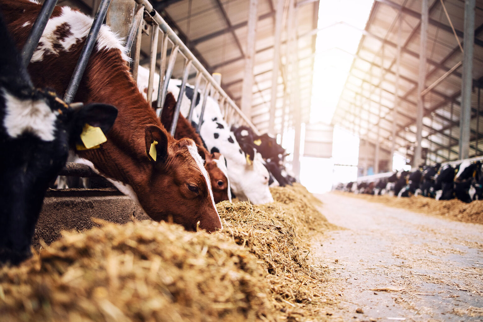 Animal Food and Feed Testing – Analytical Technology Laboratory